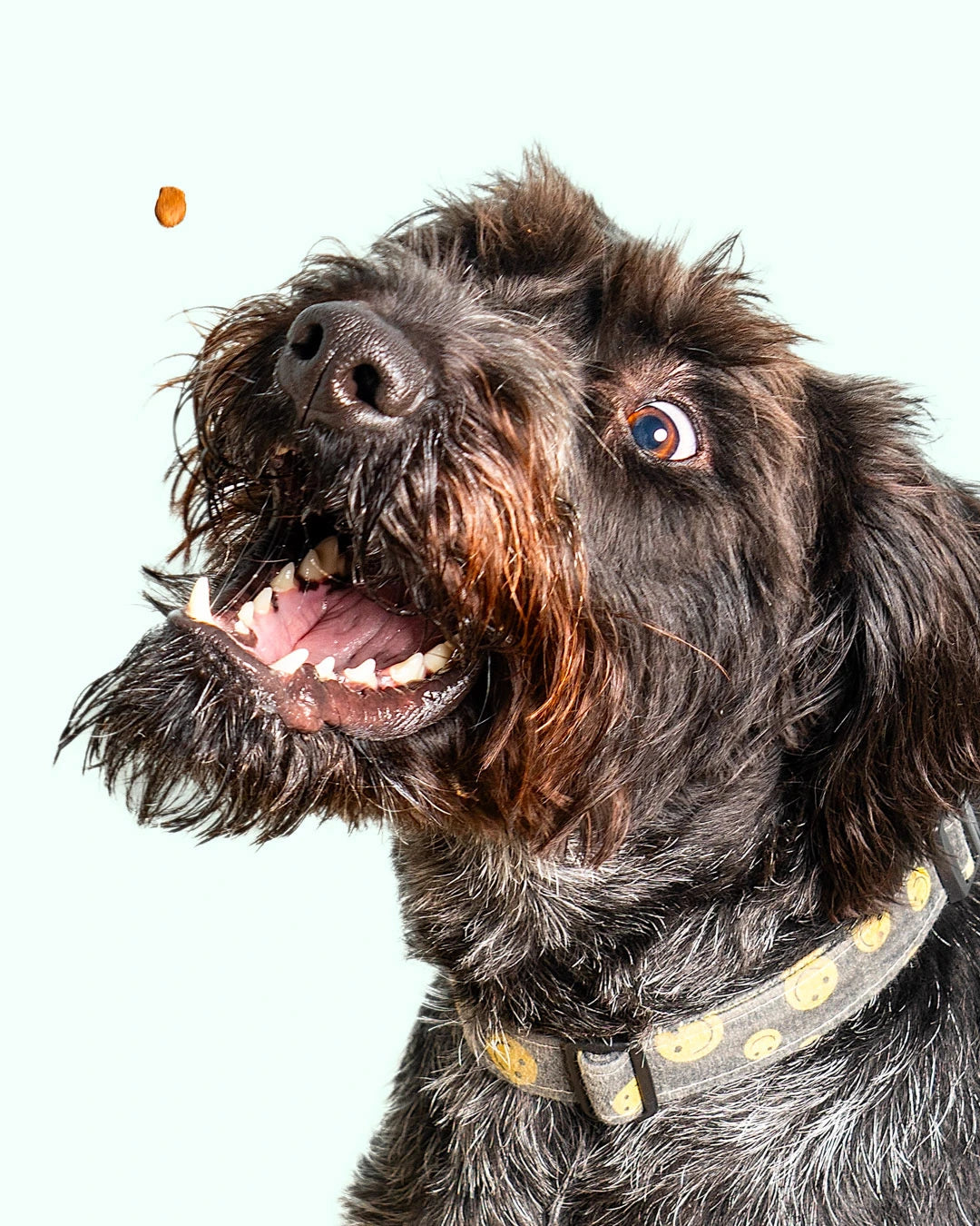 Pet Food Products – Scruffy Woofie